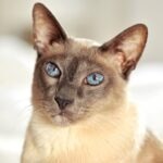 Siamese Cat Breed: Characteristics, Care & Photos | Chewy