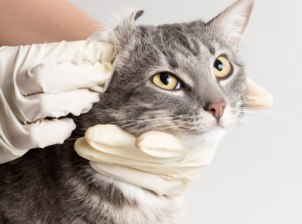 Cat Ear Infection: Symptoms, Causes, and Treatment | PetMD