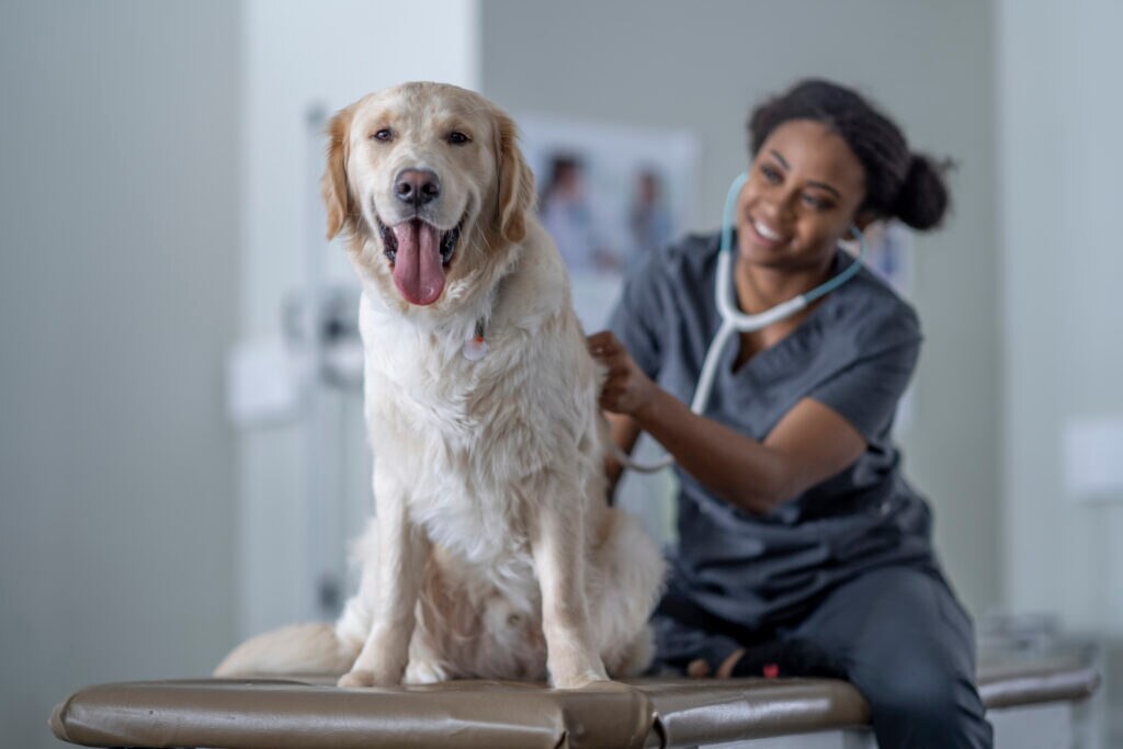 Dog Sedatives: How and When to Use Them Safely | PetMD