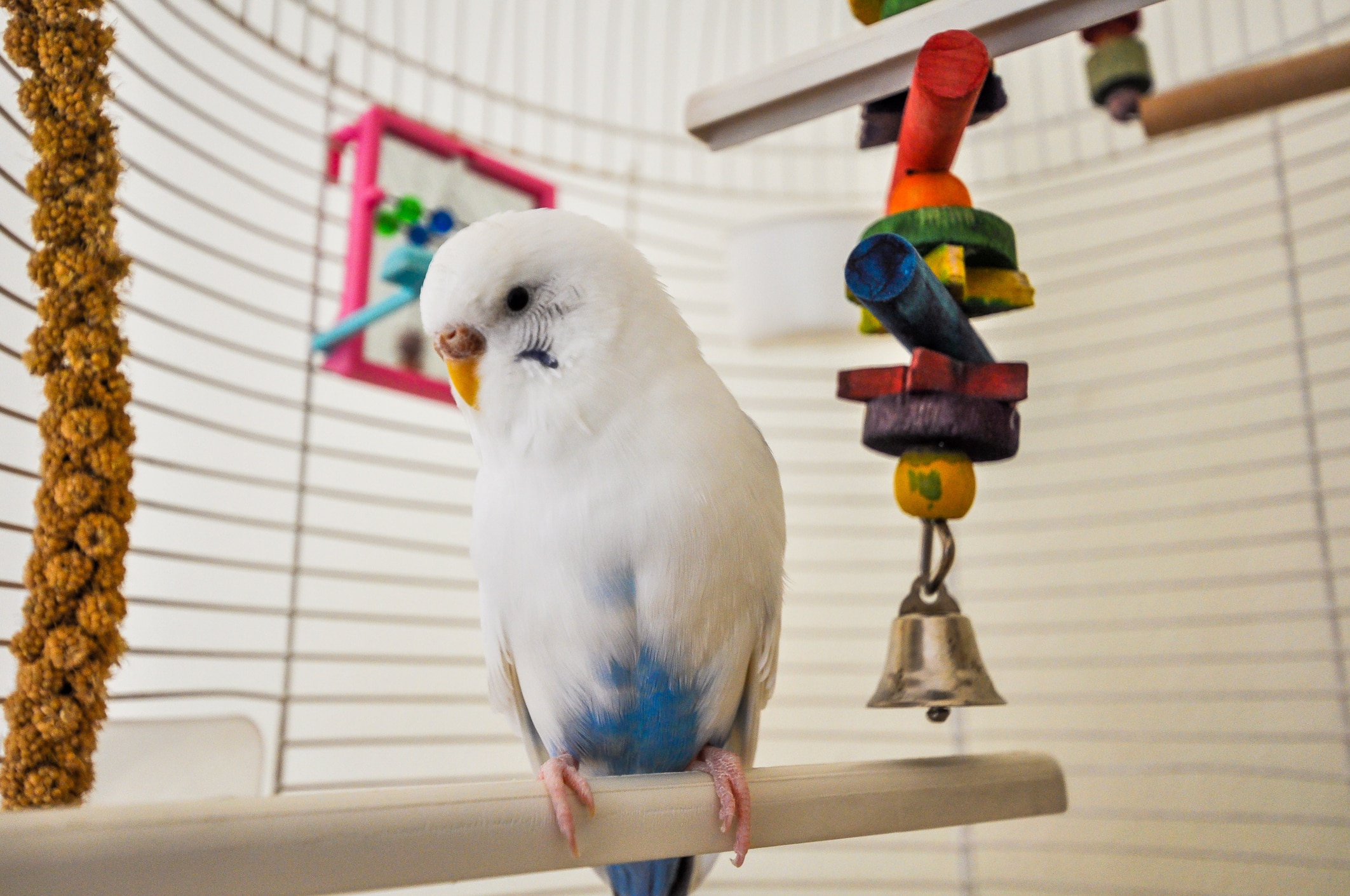 Best Toys for Pet Birds | Chewy