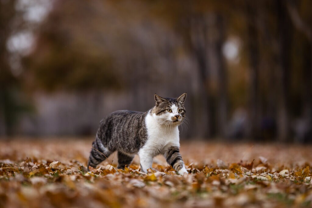 Bobcat Fever in Cats: Symptoms, Treatment, and Prevention | PetMD