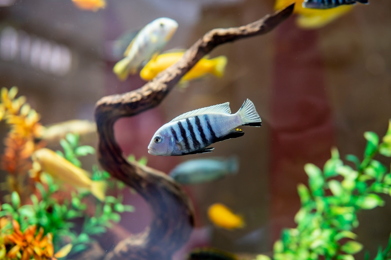 Fish Velvet Disease: Symptoms, Causes, Treatment and Prevention | Chewy