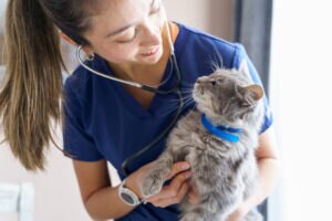 Common Pet Procedures | PetMD
