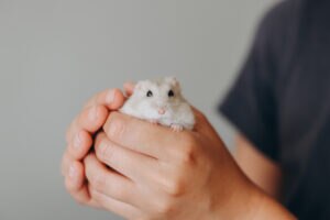 Hamsters | PetMD