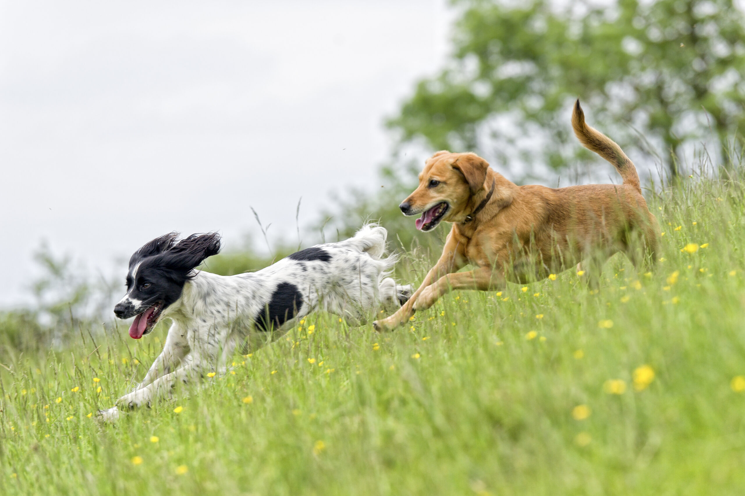 Green Lipped Mussel for Dogs | Chewy