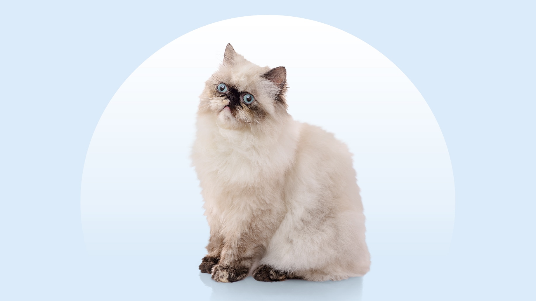 Himalayan Cat Breed: Characteristics, Care & Photos | Chewy