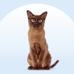 Burmese Cat Breed: Characteristics, Care & Photos | Chewy