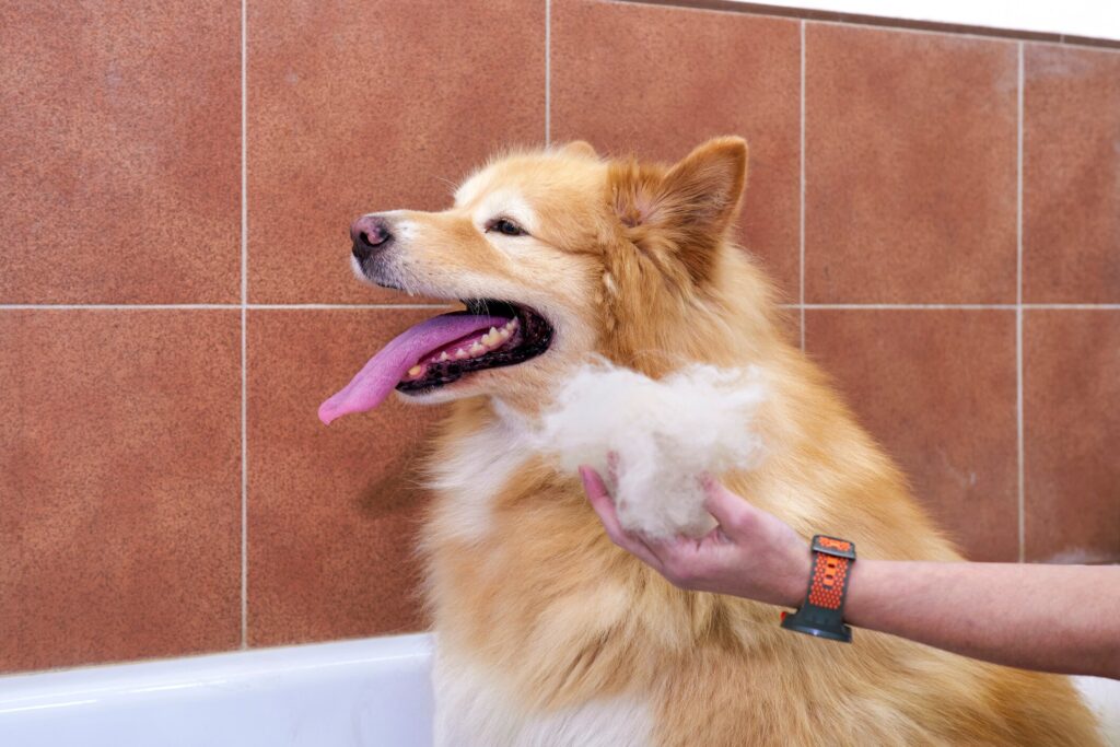 Can Dogs Get Hairballs? Everything To Know About Trichobezoars in Dogs ...