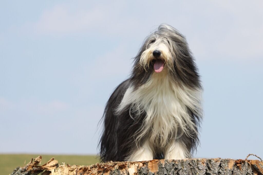 Bearded Collie Dog Breed Health and Care | PetMD