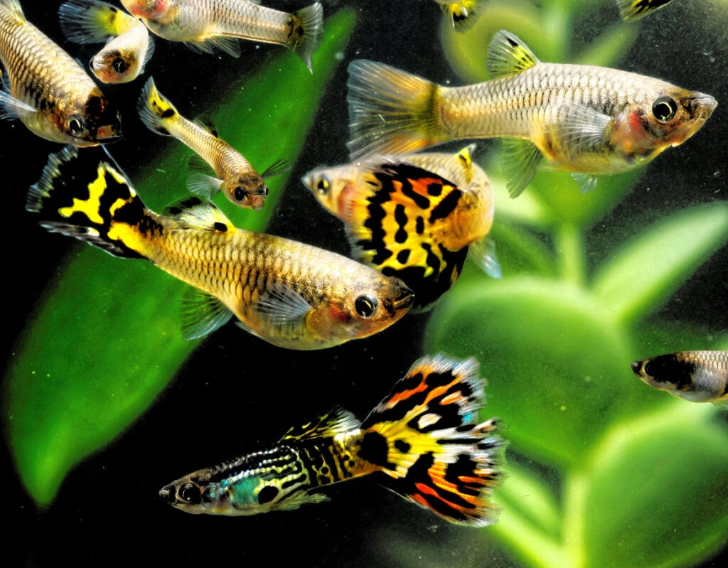 The 7 Best Aquarium Fish for Beginners | PetMD