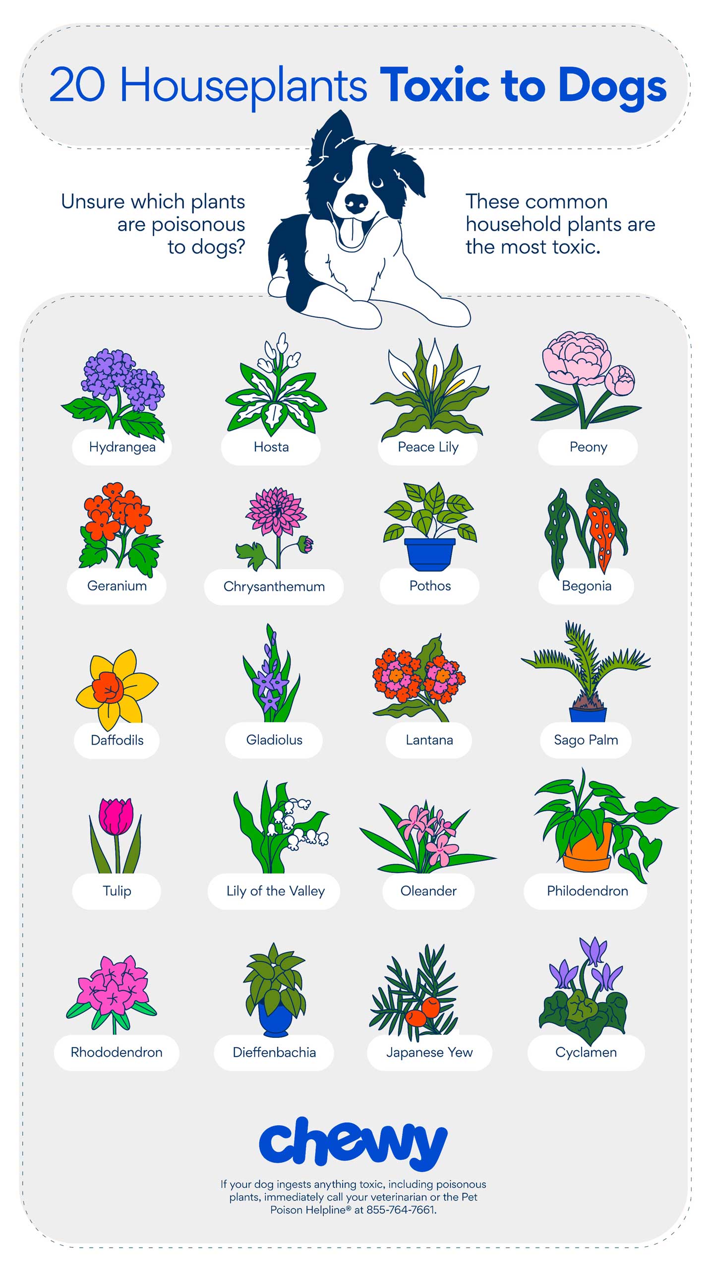 What Plants Are Toxic to Dogs? 20 to Avoid | Chewy
