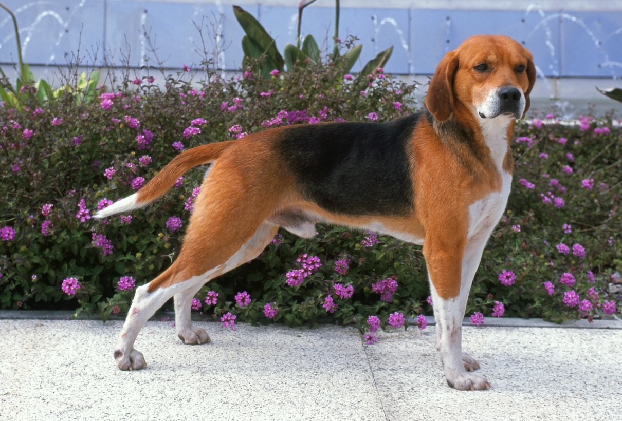 10 of the Rarest Dog Breeds in the U.S. | Chewy