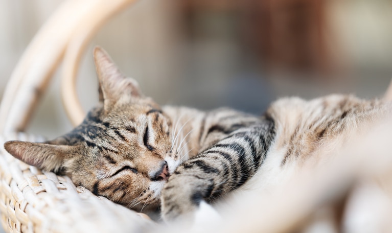 How Old Can Cats Get Pregnant? | Chewy