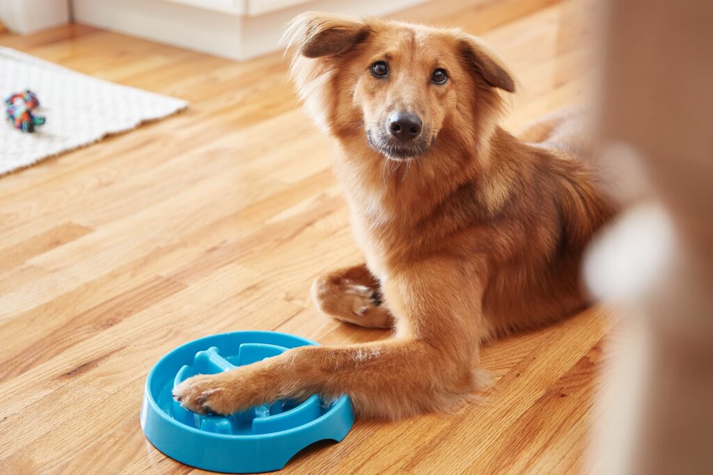 Slow Feeder Dog Bowls: Benefits, Safety, and Vet Picks | Chewy