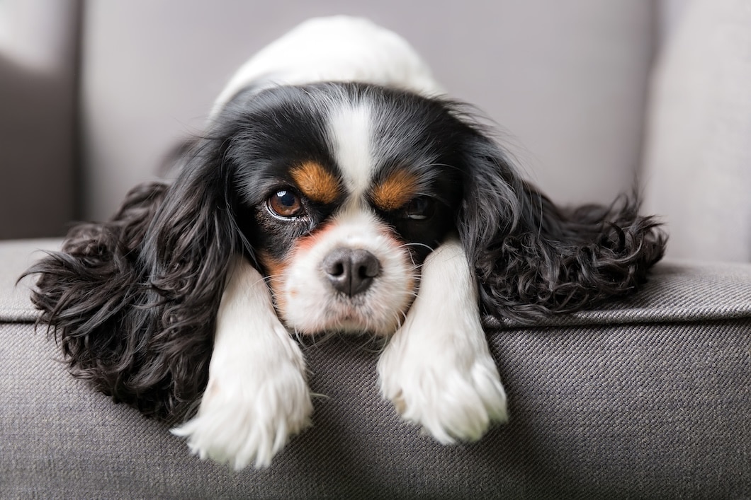 Lazy Dog Breeds | Chewy