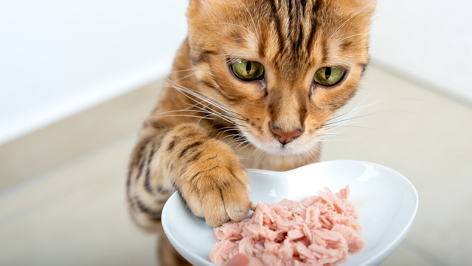 Can Cats Eat Canned Tuna? Safety Tips and Serving Size | Chewy