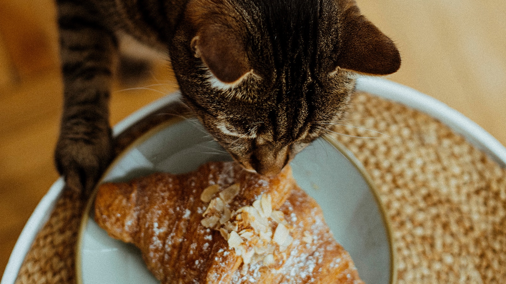 Can Cats Eat Almonds? | Chewy
