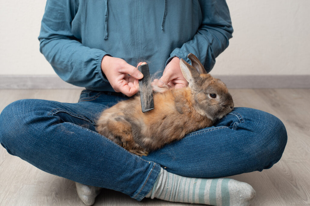 Rabbit Fleas: Signs, Treatment, and Prevention | Chewy