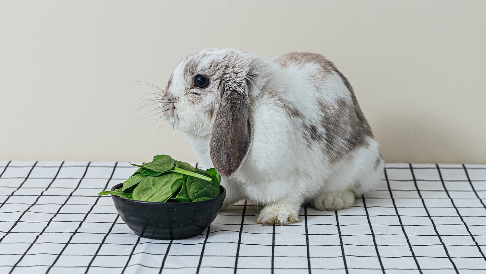 Can Rabbits Eat Spinach? How To Serve | Chewy