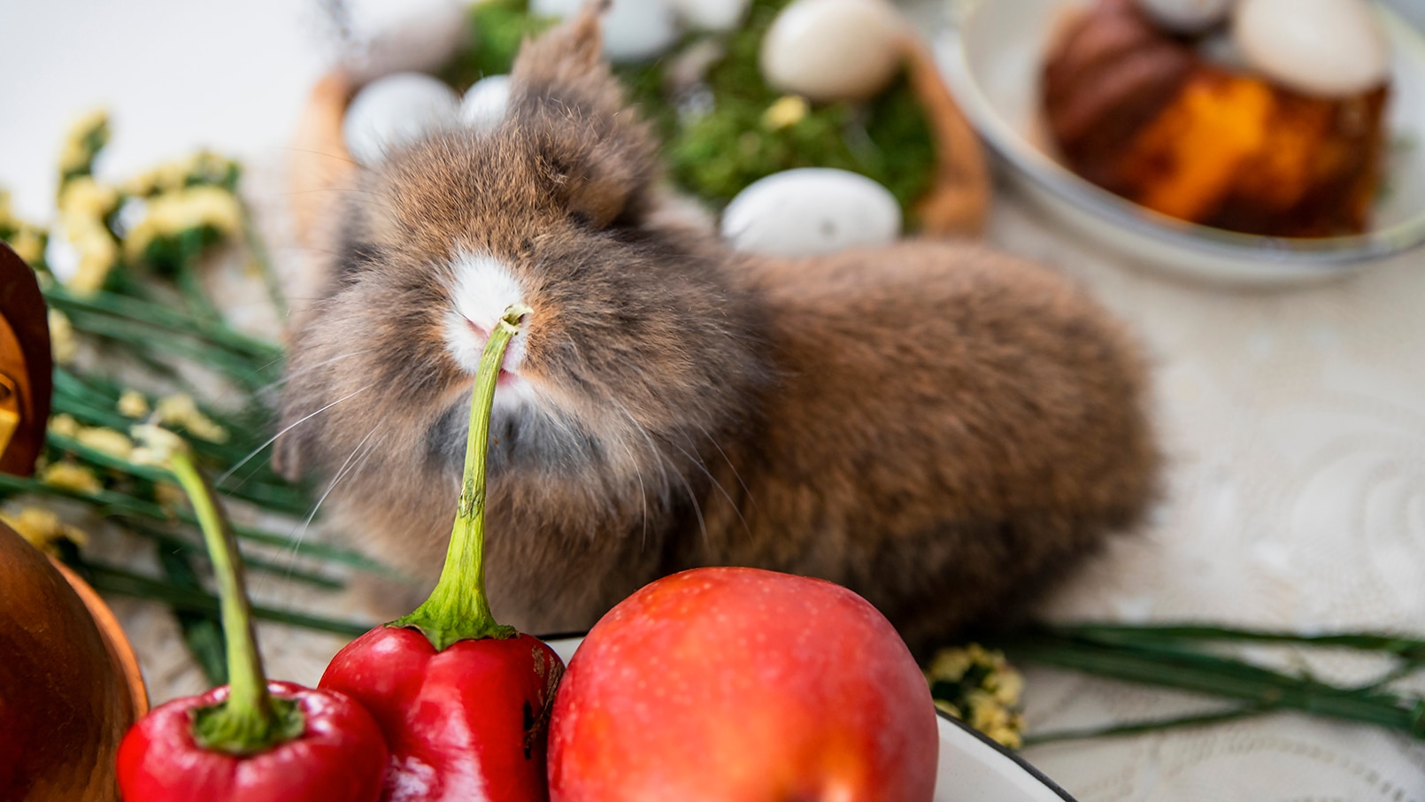 Can Rabbits Eat Bell Peppers? How To Serve | Chewy