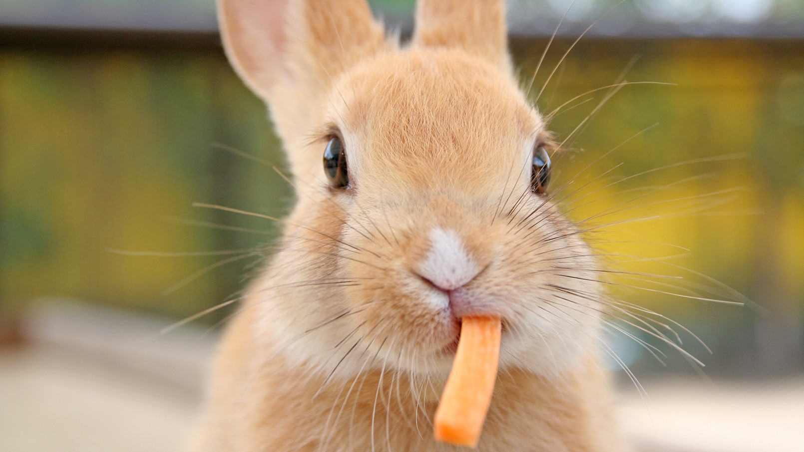Can Rabbits Eat Carrots? How To Serve | Chewy